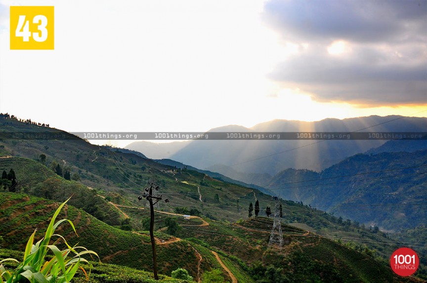 Tea Gardens In Mirik