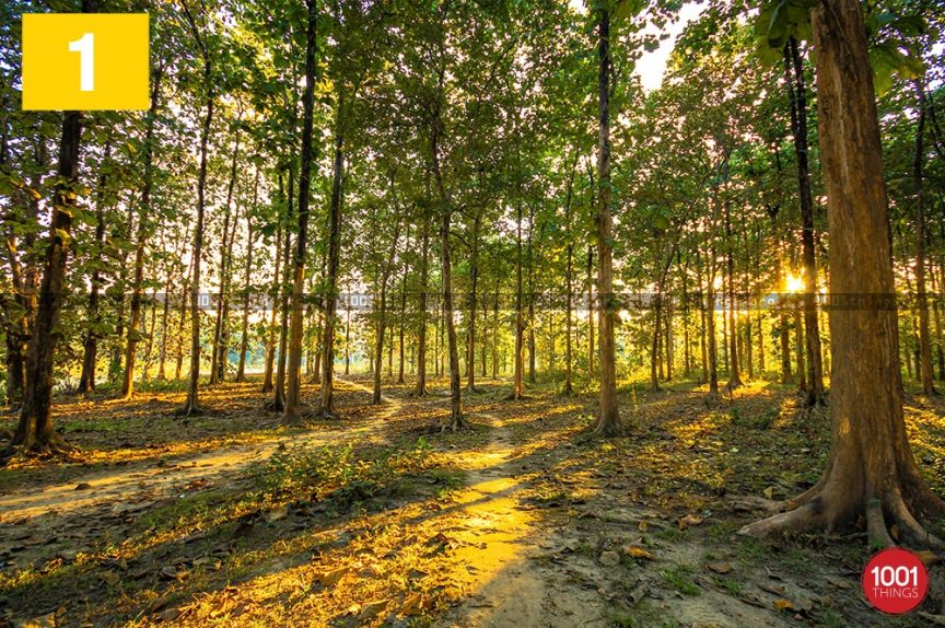 Sukna Forest Siliguri - A Heavenly Paradise for Nature Lovers