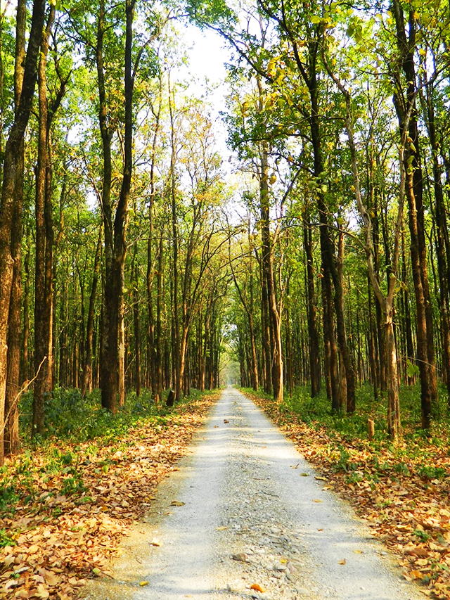 Lataguri Forest - Best Places To Visit Lataguri - 1001 Things About ...